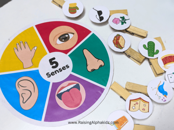 Five Senses Activity For Kindergarteners - Free PDF » Raising Alphakidz