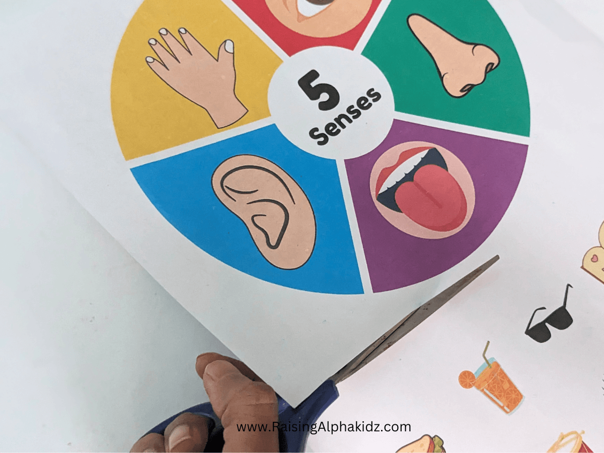 Five Senses Activity For Kindergarteners - Free PDF » Raising Alphakidz