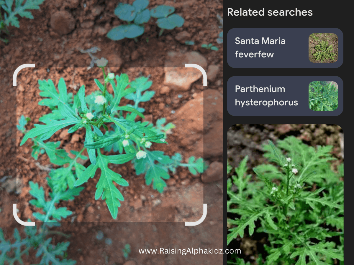 Nature Walk Activities » Raising Alphakidz