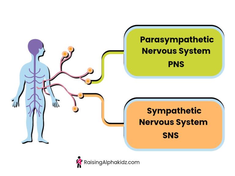 Understanding Children Behaviour | Know The Role of The Nervous System ...